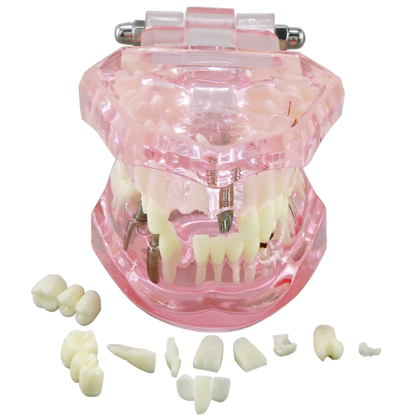 Teeth models / typodonts – iDentalShop