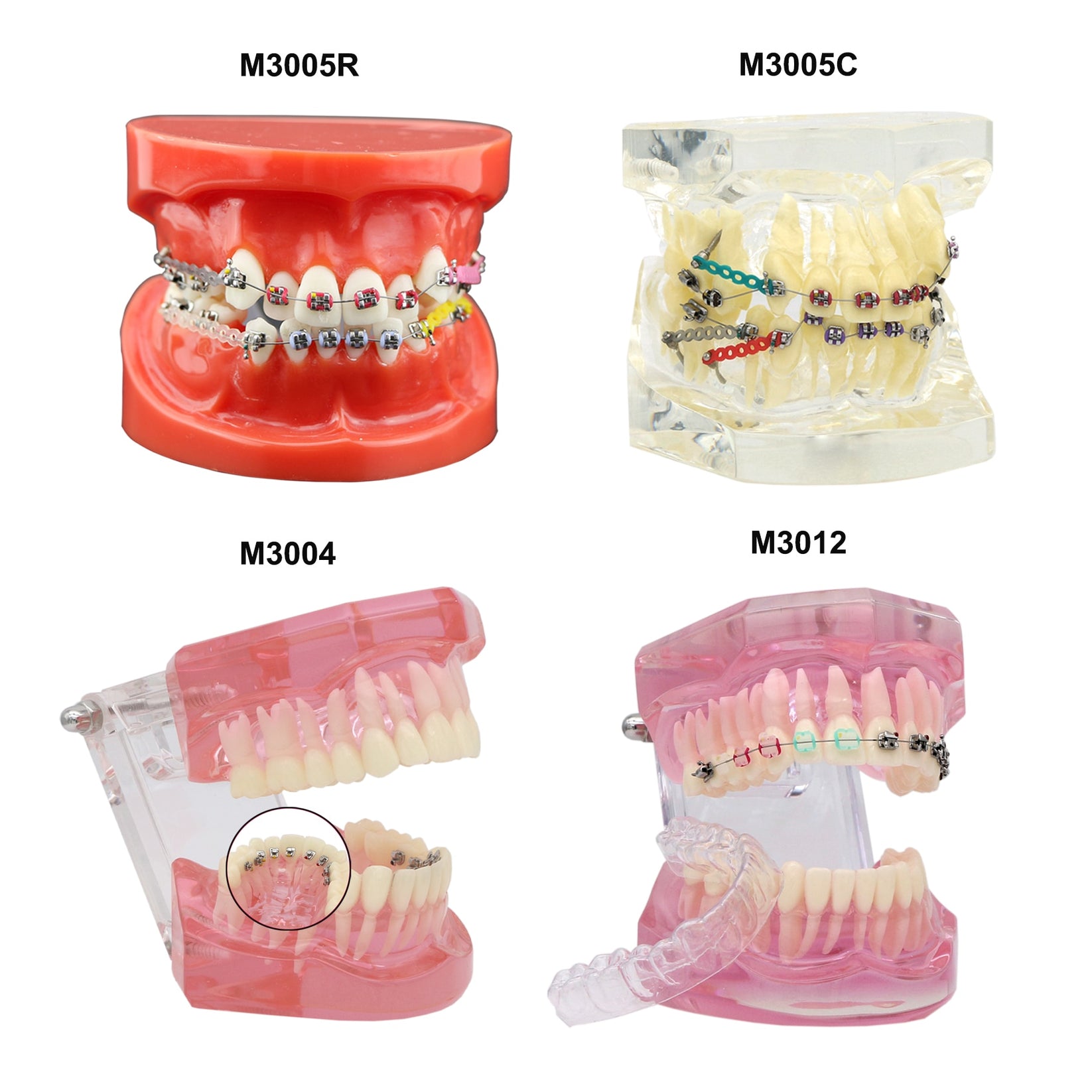 Teeth models / typodonts – iDentalShop
