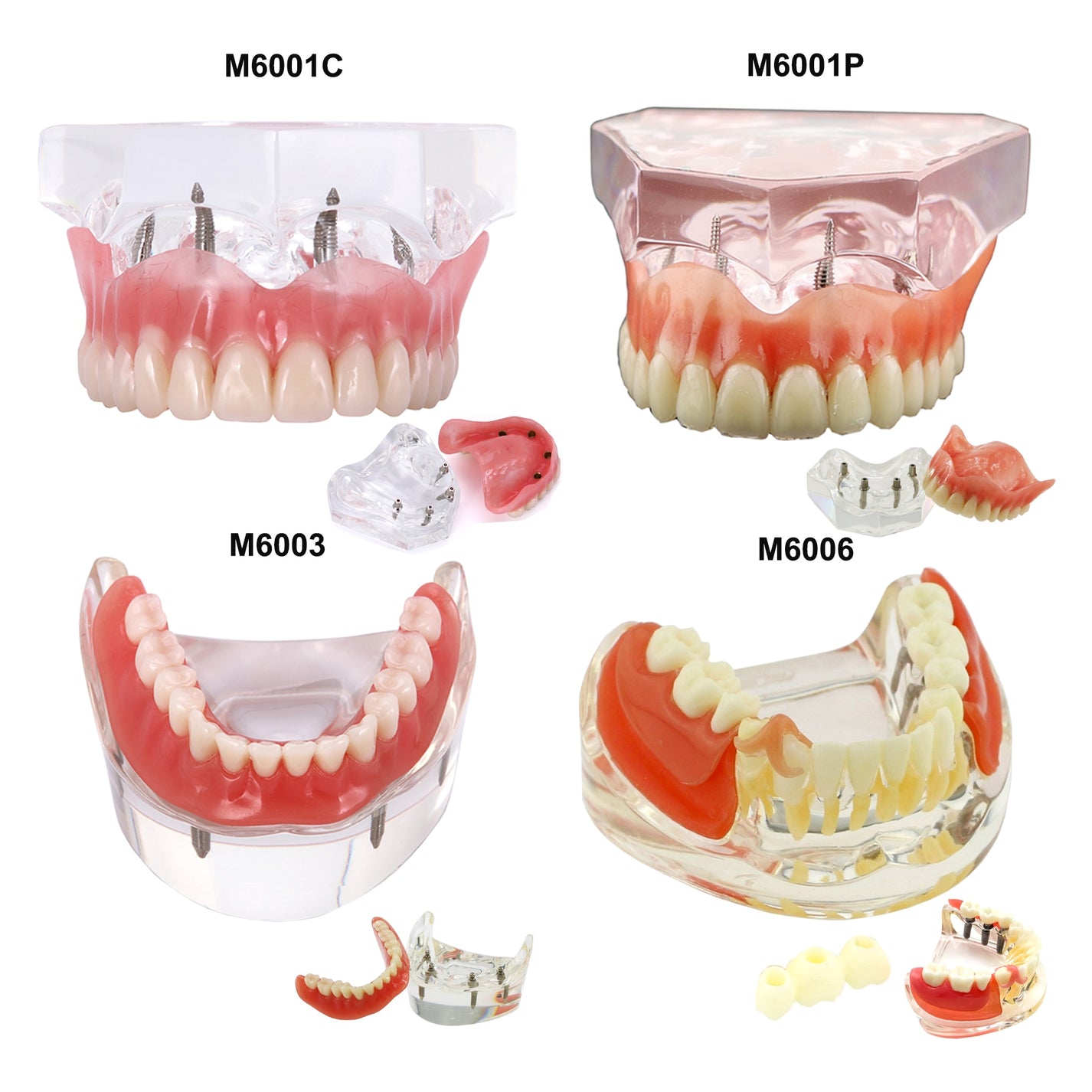 Teeth models / typodonts – iDentalShop