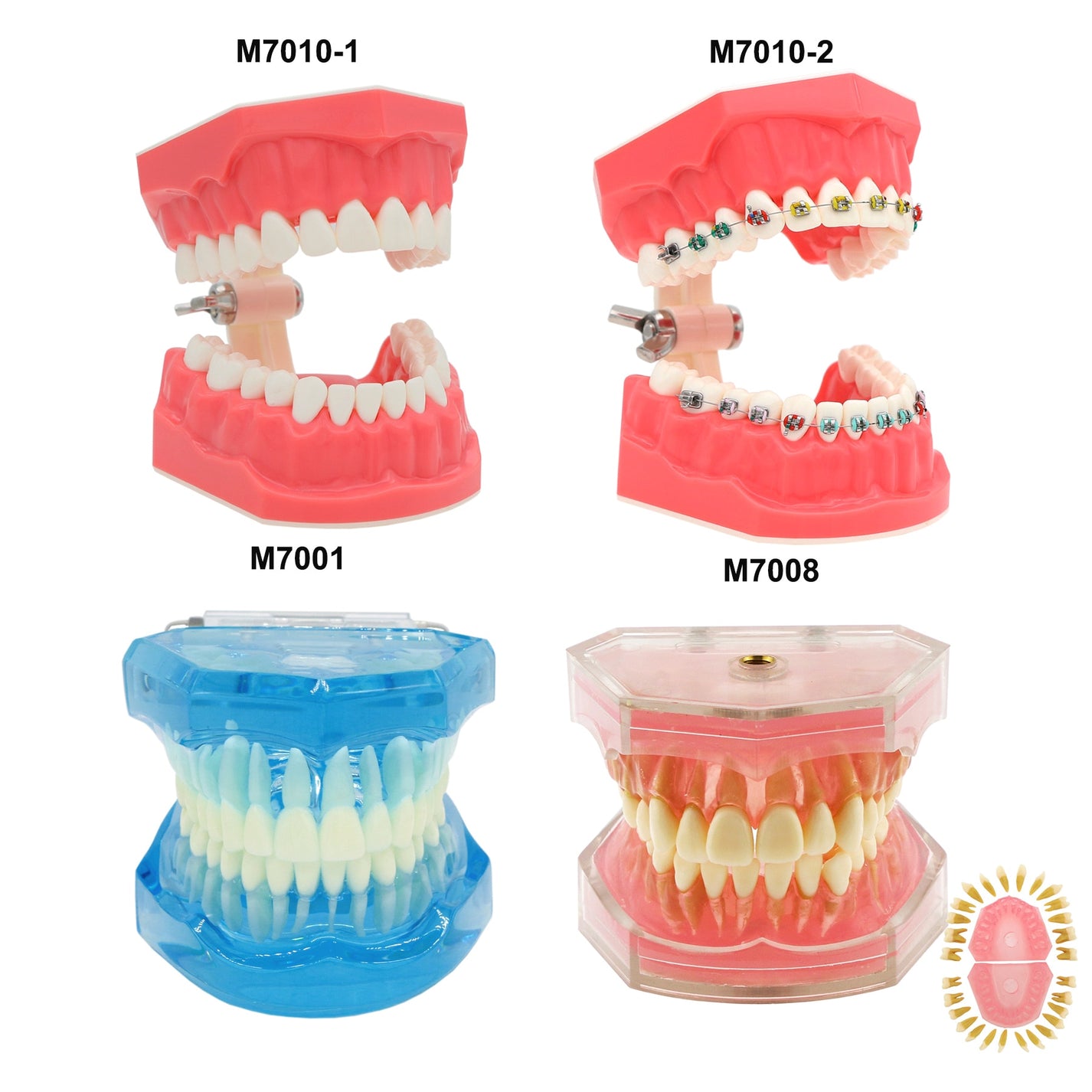Teeth models / typodonts – iDentalShop