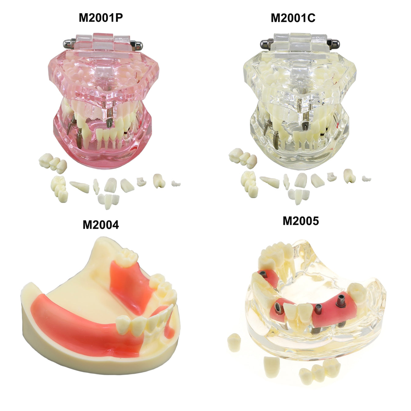 Teeth models / typodonts – iDentalShop