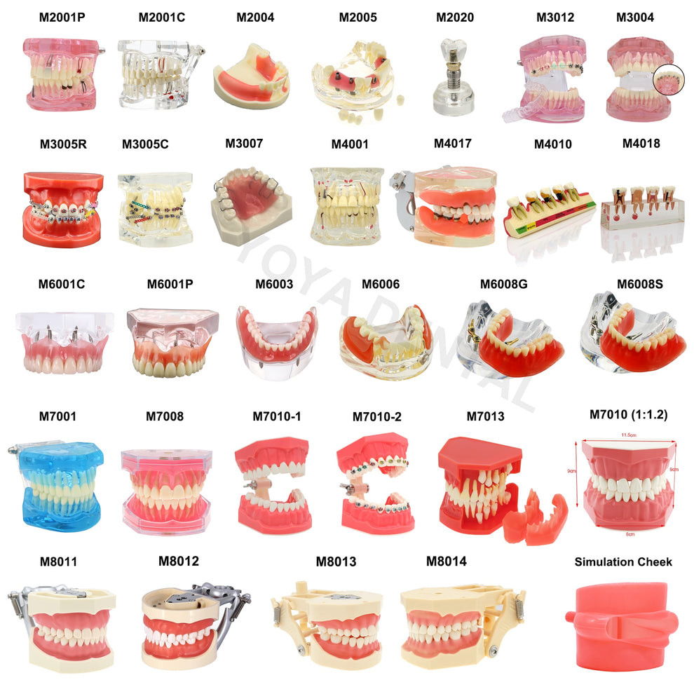 Teeth models / typodonts – iDentalShop